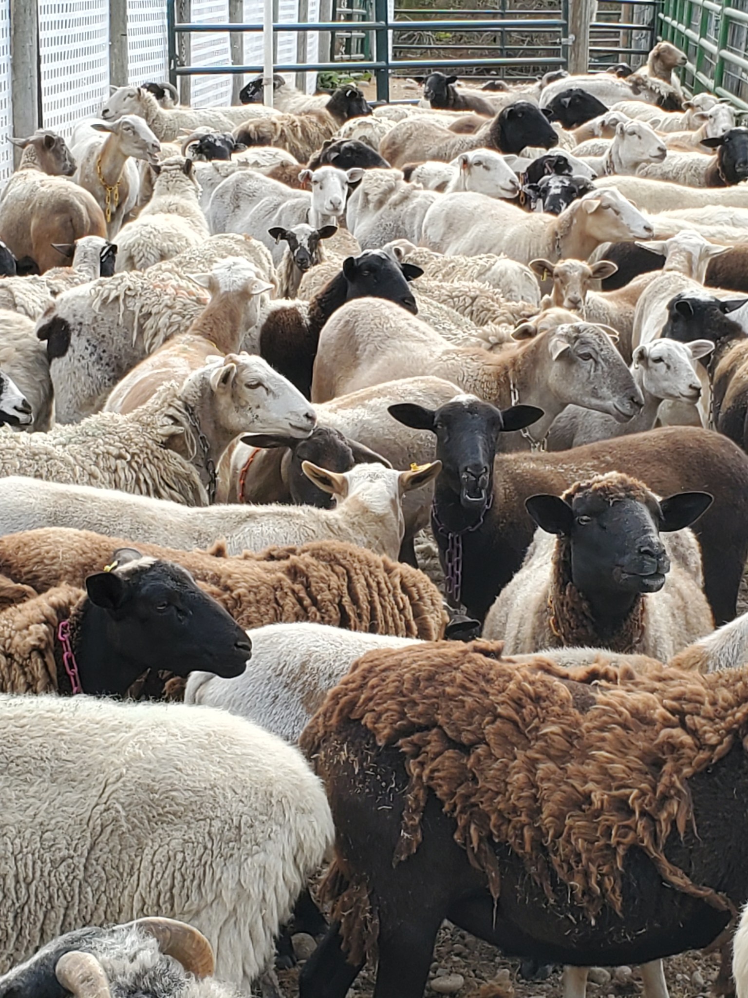 Packleader Farm – A herding event and training center