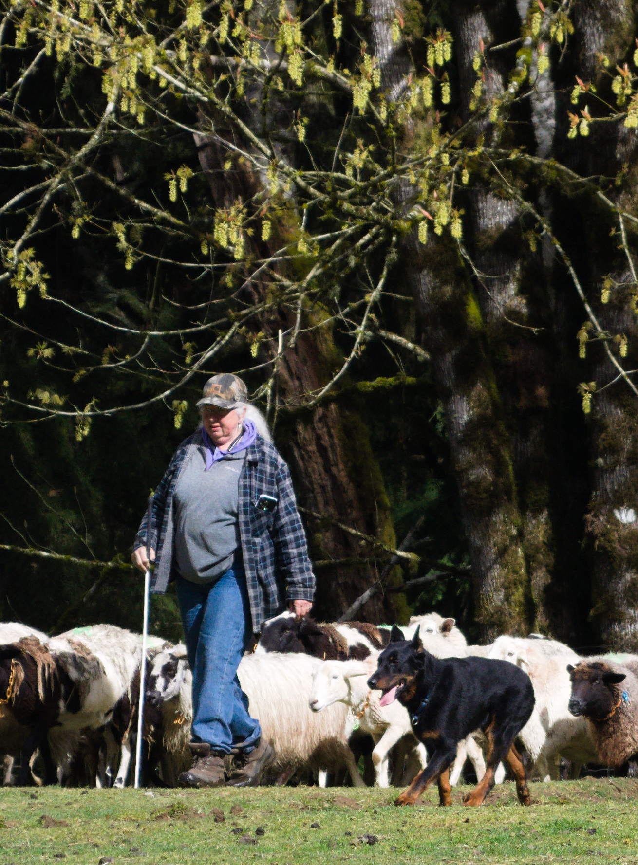 Packleader Farm – A herding event and training center